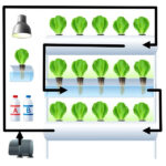 Nutrient Film Technique (NFT) Hydroponics | How It Works